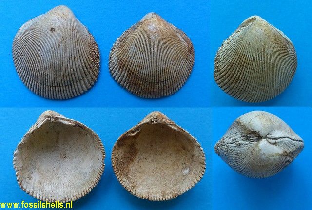 International Fossil Shell Museum - Foundation for the study of shells ...