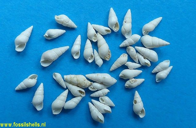 International Fossil Shell Museum - Foundation for the study of shells ...