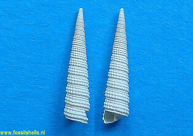 International Fossil Shell Museum - Foundation for the study of shells ...