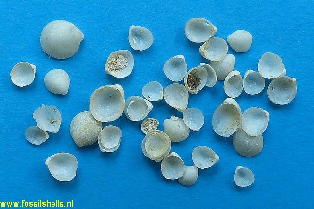 International Fossil Shell Museum - Foundation for the study of shells ...