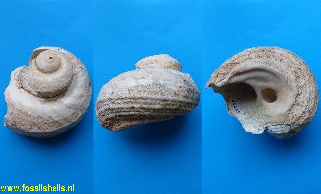 International Fossil Shell Museum - Foundation for the study of shells ...