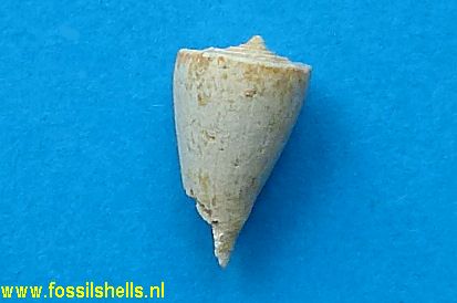 International Fossil Shell Museum - Foundation for the study of shells ...