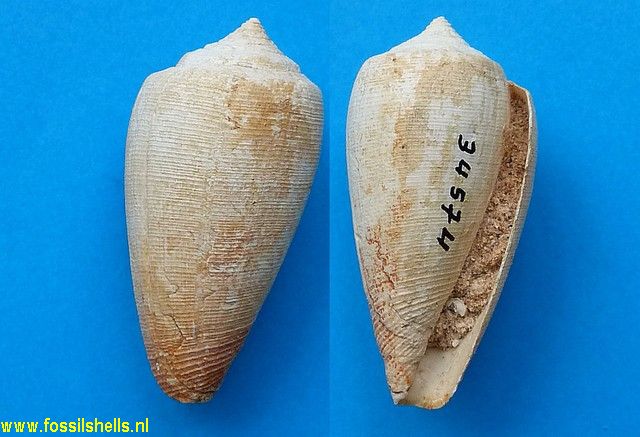 International Fossil Shell Museum - Foundation for the study of shells ...