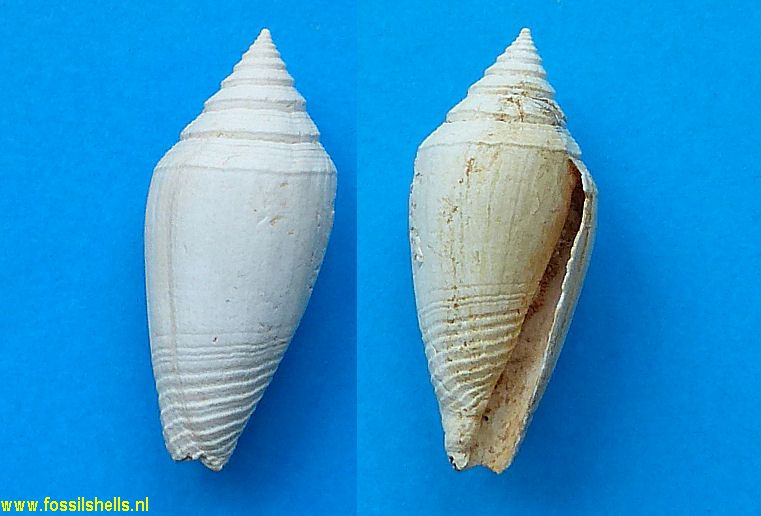 International Fossil Shell Museum - Foundation for the study of shells ...