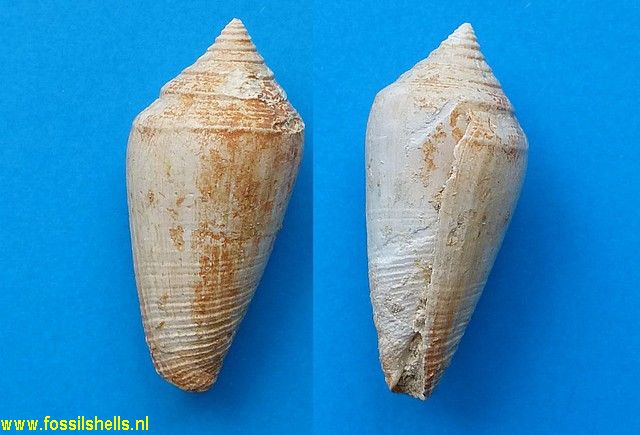 International Fossil Shell Museum - Foundation for the study of shells ...