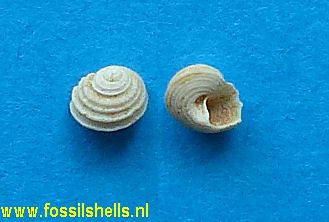International Fossil Shell Museum - Foundation for the study of shells ...