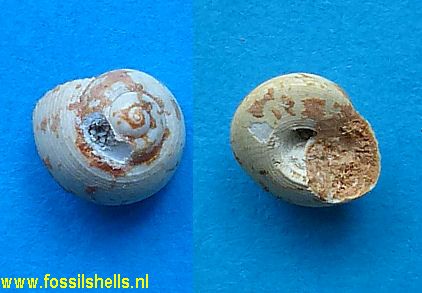 International Fossil Shell Museum - Foundation for the study of shells ...