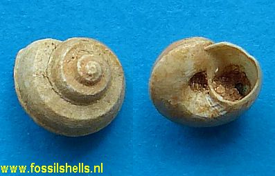 International Fossil Shell Museum - Foundation for the study of shells ...