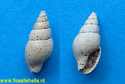 International Fossil Shell Museum - Foundation for the study of shells ...