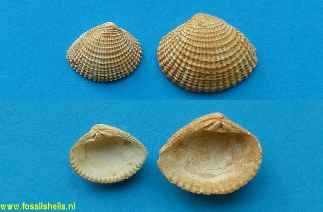 International Fossil Shell Museum - Foundation for the study of shells ...