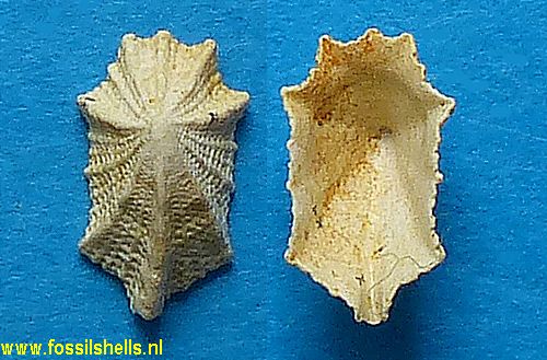 International Fossil Shell Museum - Foundation for the study of shells ...