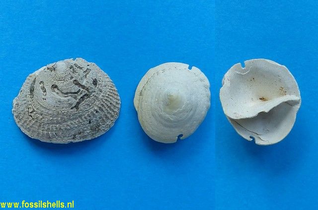 International Fossil Shell Museum - Foundation for the study of shells ...