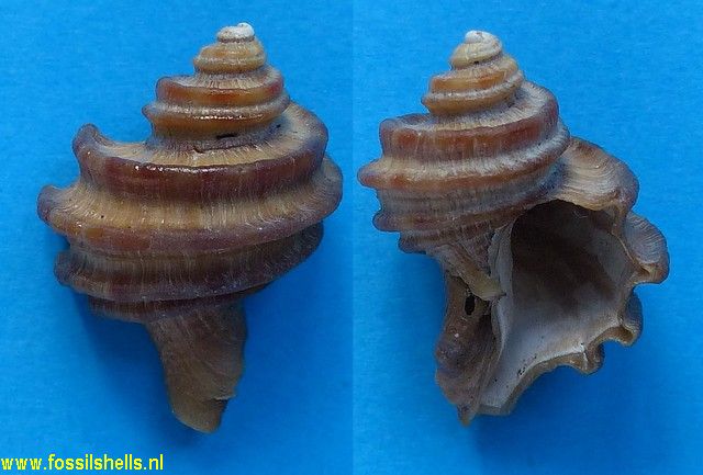 International Fossil Shell Museum - Foundation for the study of shells ...