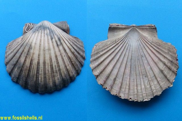 International Fossil Shell Museum - Foundation for the study of shells ...