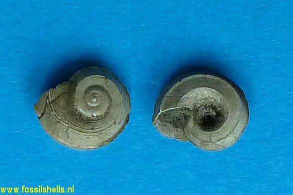 International Fossil Shell Museum - Foundation for the study of shells ...