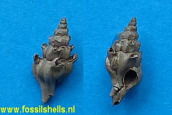 International Fossil Shell Museum - Foundation for the study of shells ...