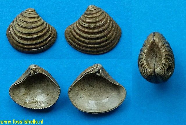 International Fossil Shell Museum - Foundation for the study of shells ...