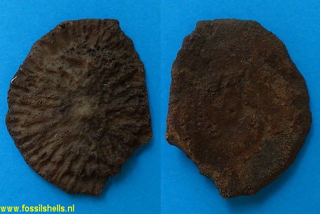 International Fossil Shell Museum - Foundation for the study of shells ...