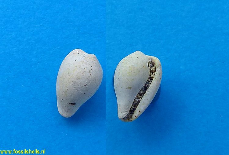 International Fossil Shell Museum - Foundation for the study of shells ...