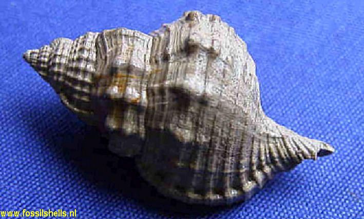 International Fossil Shell Museum - Foundation for the study of shells ...