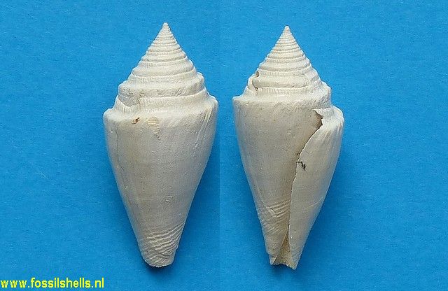 International Fossil Shell Museum - Foundation for the study of shells ...