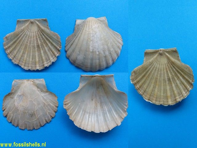 International Fossil Shell Museum - Foundation for the study of shells ...