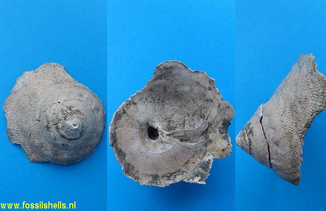 International Fossil Shell Museum - Foundation for the study of shells ...