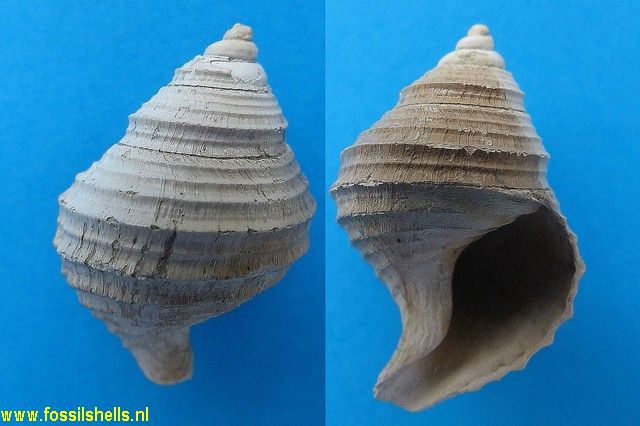 International Fossil Shell Museum - Foundation for the study of shells ...