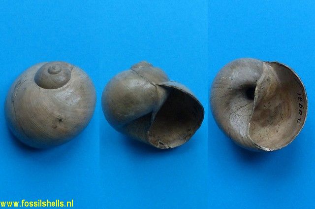 International Fossil Shell Museum - Foundation for the study of shells ...