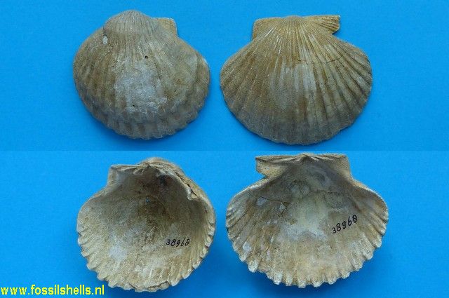 International Fossil Shell Museum - Foundation for the study of shells ...