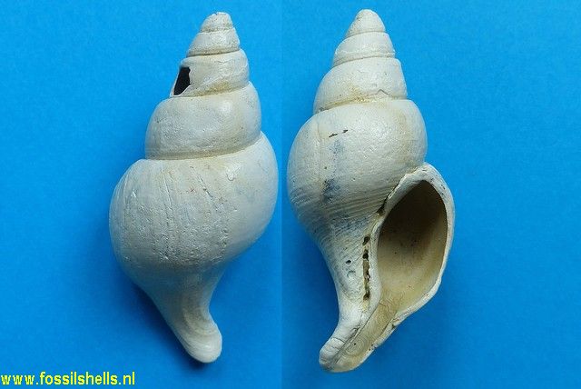 International Fossil Shell Museum - Foundation for the study of shells ...