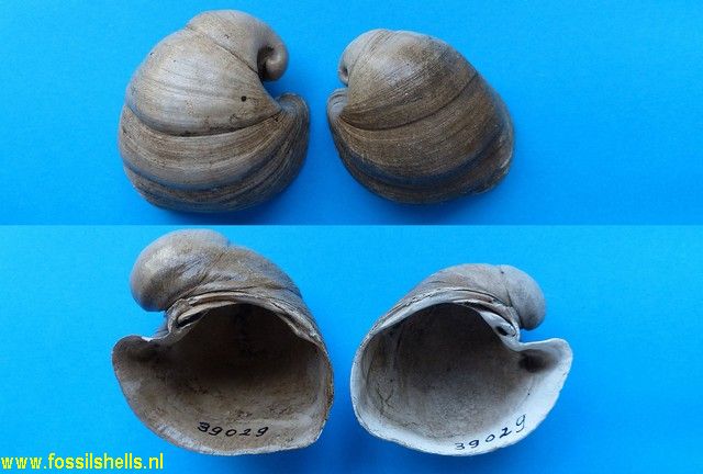 International Fossil Shell Museum - Foundation for the study of shells ...