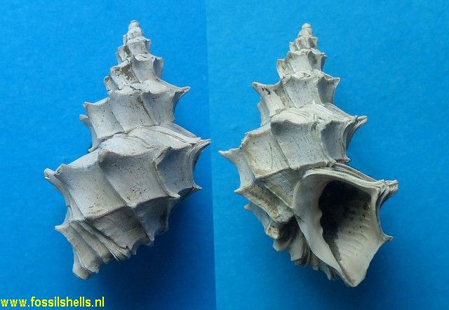 International Fossil Shell Museum - Foundation for the study of shells ...