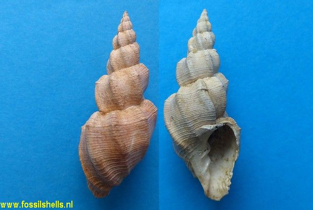 International Fossil Shell Museum - Foundation for the study of shells ...