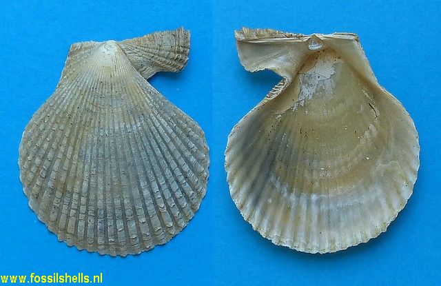 International Fossil Shell Museum - Foundation for the study of shells ...