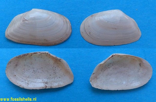 International Fossil Shell Museum - Foundation for the study of shells ...