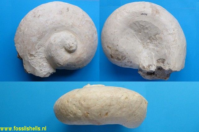 International Fossil Shell Museum - Foundation for the study of shells ...
