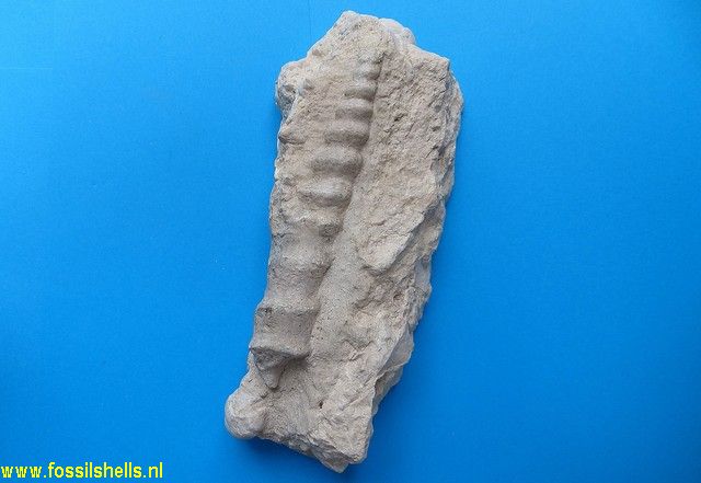 International Fossil Shell Museum - Foundation for the study of shells ...