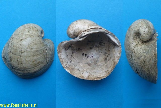 International Fossil Shell Museum - Foundation for the study of shells ...