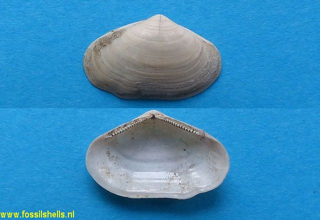 International Fossil Shell Museum - Foundation for the study of shells ...