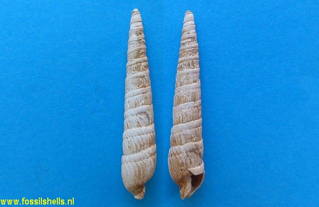 International Fossil Shell Museum - Foundation for the study of shells ...