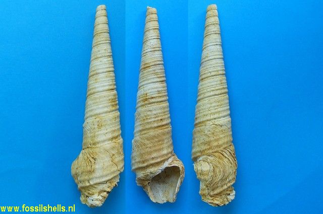 International Fossil Shell Museum - Foundation for the study of shells ...