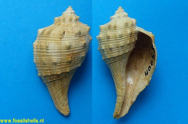 International Fossil Shell Museum - Foundation for the study of shells ...