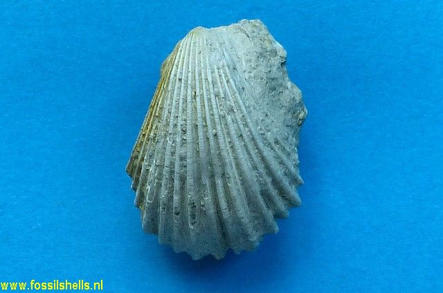 International Fossil Shell Museum - Foundation for the study of shells ...