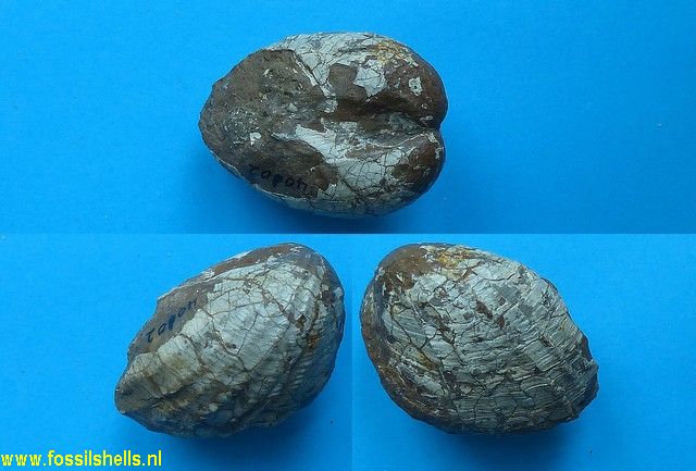 International Fossil Shell Museum - Foundation for the study of shells ...