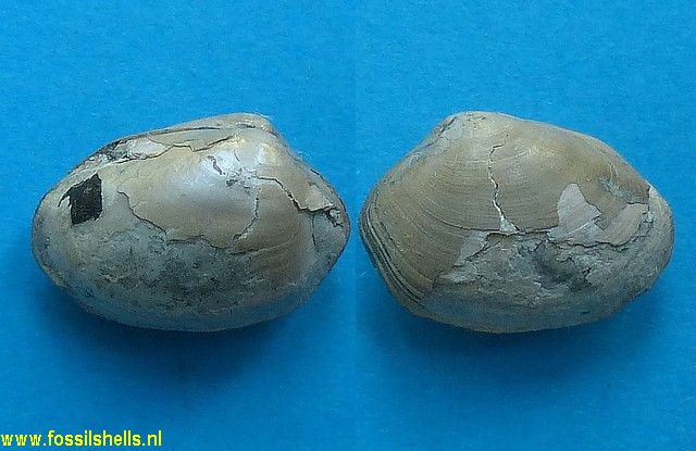 International Fossil Shell Museum - Foundation for the study of shells ...