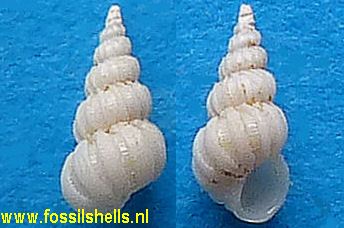International Fossil Shell Museum - Foundation for the study of shells ...