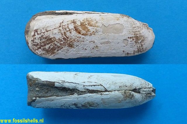 International Fossil Shell Museum - Foundation for the study of shells ...