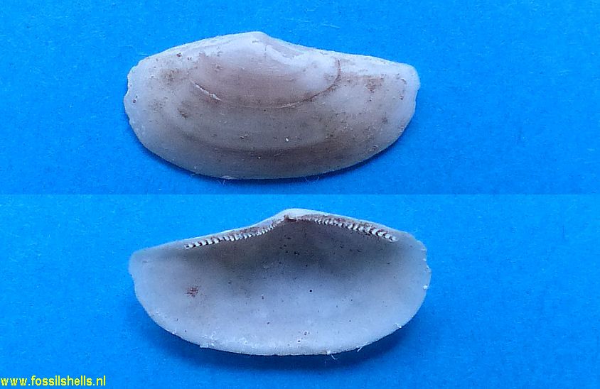 International Fossil Shell Museum - Foundation for the study of shells ...