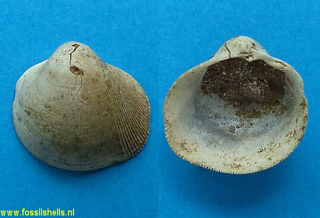 International Fossil Shell Museum - Foundation for the study of shells ...
